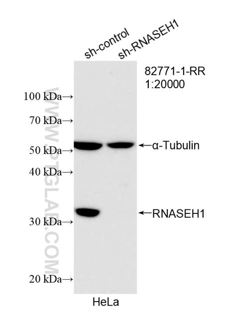 Rnaseh1 Antibody 82771 1 Rr Proteintech