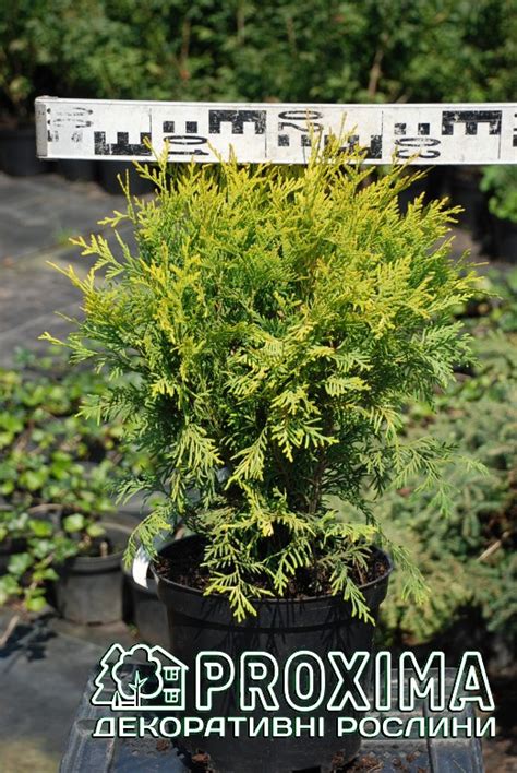 Туя західна Голден Глоб, Thuja occidentalis Golden Globe ціна, купити ...