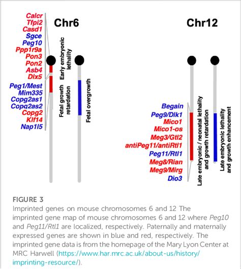 Figure 3 From Roles Of Retrovirus Derived Peg10 And Peg11 Rtl1 In
