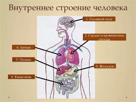 Строение человека внутренние органы фото с надписями