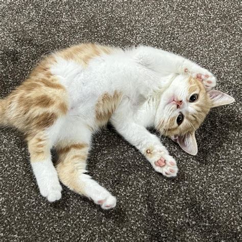 ねこねこさんの投稿lemon8