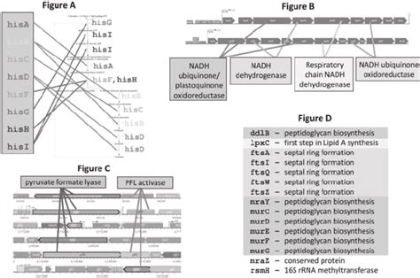 Genome Context Analysis Successfully Identifies Known Gene Groups And Download Scientific