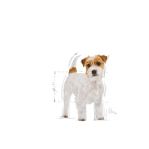 Jack Russel Adult Royal Canin Nz