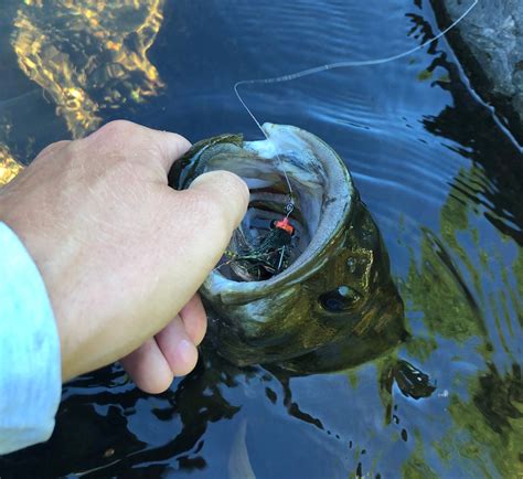 Guide To River Smallmouth Bass Cheeky Fishing