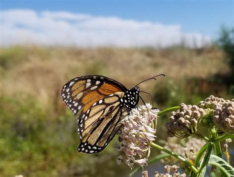 Western Monarch Breeding Season Status Xerces Society
