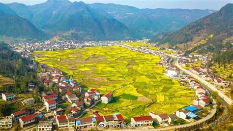春入巴山丨这条绝美景观大道带你畅游金色油菜花海 旅行家 华声文旅 华声在线
