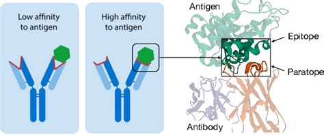 Figure 1 From Antibody Antigen Docking And Design Via Hierarchical Equivariant Refinement