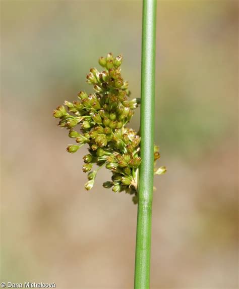 Juncus Effusus • Floravegeu