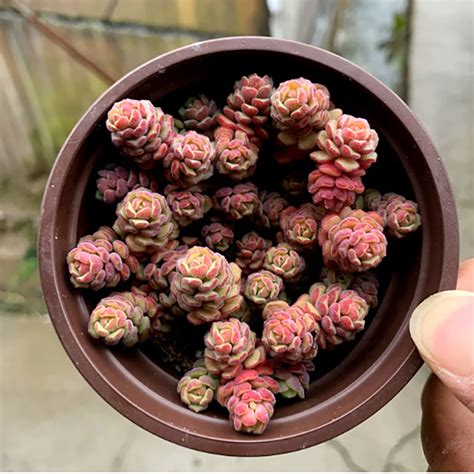Sedum Diffusum S Watson Aplanter