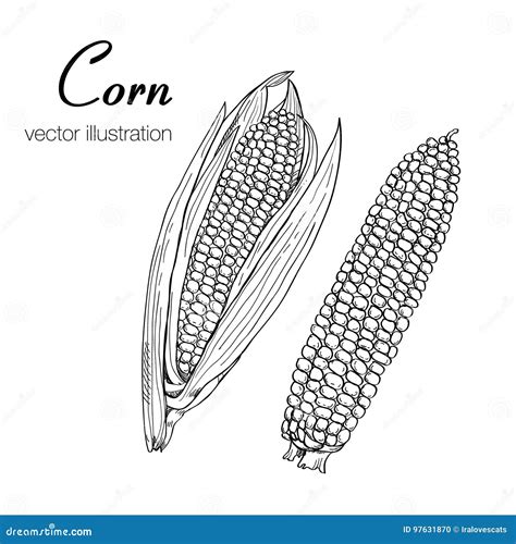 Ejemplo Del Vector Del Bosquejo De Dos Granos Stock De Ilustración
