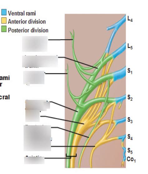 Sacral Plexus Diagram Quizlet