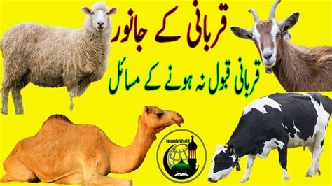 Qurbani Karne Ke Sharai Ahkam Aur Masail Eid Ul Adha قربانی کے مسائل