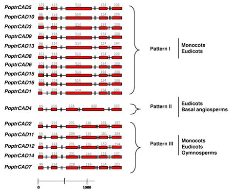 Intron Exon Structures Of CAD Genes From Populus Exons And Introns Are Download Scientific
