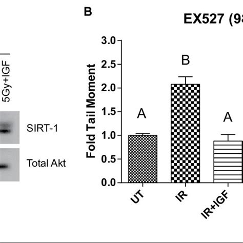 Maintenance Of Sirtuin 1 Sirt 1 Activity Is Critical For Efficient