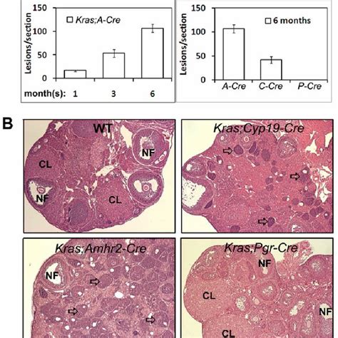 Kras G12d Selectively Impacts Granulosa Cell Function In Mice