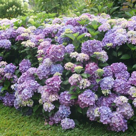 Lets Dance® Lovable™ Hydrangea Plants For Sale Growjoy