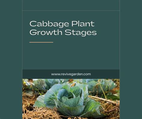 Cabbage Plant Growth Stages Top Guide In 2023 Revive Garden