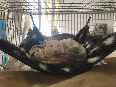 Pet Rat Cages Finding The Perfect Palace About Pet Rats