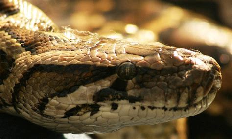 Invasive Species Threat To Ecosystems Population Education