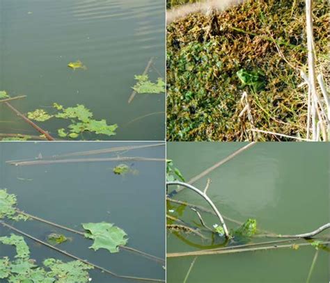 Euphlyctis Hexadactylus In Vengaivasal Lake Area Download Scientific