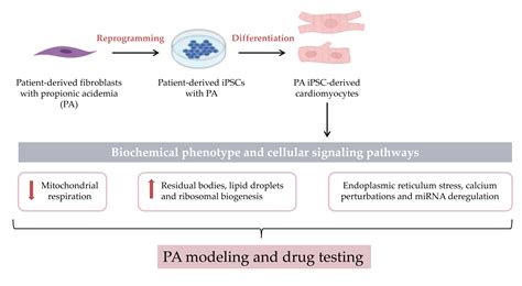 Ijms Free Full Text Cardiomyocytes Derived From Induced Pluripotent Stem Cells As A Disease