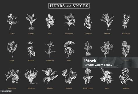 허브와 향신료 벡터로 설정된 스케치 디자인 요소 조각 스타일의 식물 그림 모음 Officinalis 및 유기농 요리 식물 손으로 그린 삽화 로고에 대한 스톡 벡터 아트 및