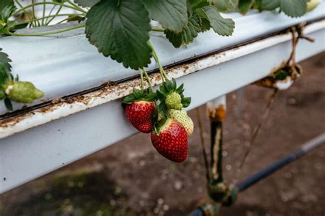 10 Fruits And Vegetables You Can Easily Grow In Rain Gutters