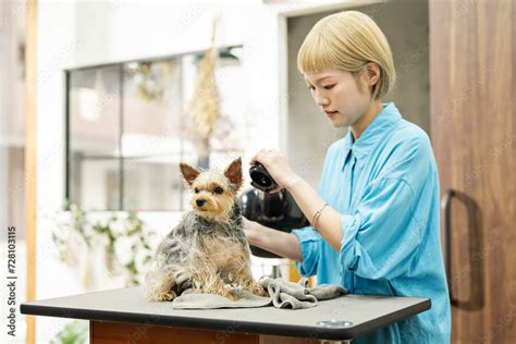 ヨークシャーテリアをブラッシングする女性トリマー Stock Foto Adobe Stock