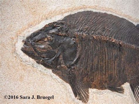 The Meaning Of Fossils The Creation Club A Place For Biblical Creationists To Share And Learn