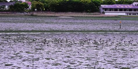 チュウシャクシギ110羽塒入り GANREF