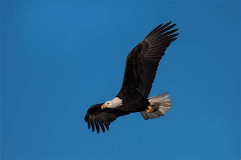 Águila Calva Ave De Rapiña Foto Gratis En Pixabay Pixabay