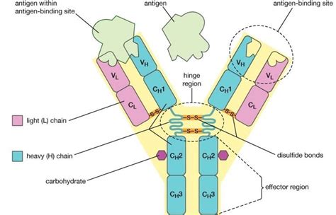 Introduction Structure Classification And Functions Of Antibodies The Science Notes