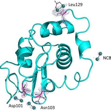 Diruthenium Binding Sites In The Structure Of The Adduct Formed Upon Download Scientific