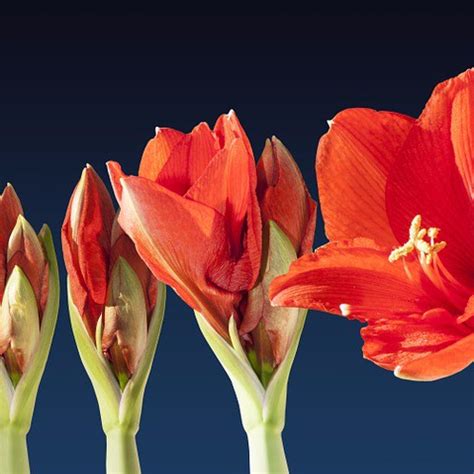 Sequences Patterns Curiosity Connections