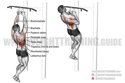 Wide Grip Pull Ups Muscles Worked