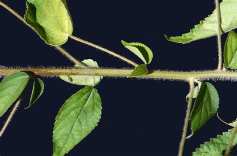 Acalypha L Plants Of The World Online Kew Science