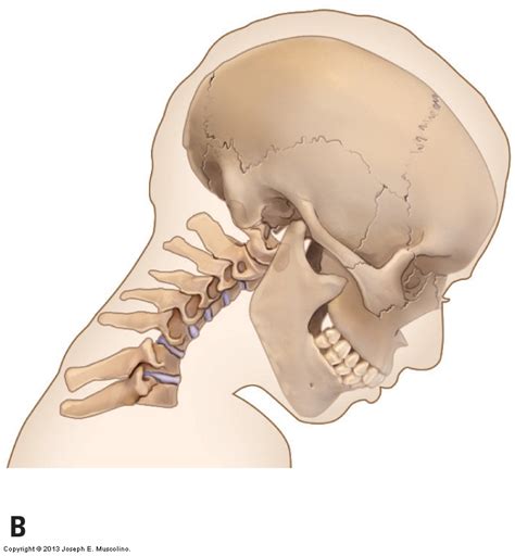 Flexion And Extension Of Neck