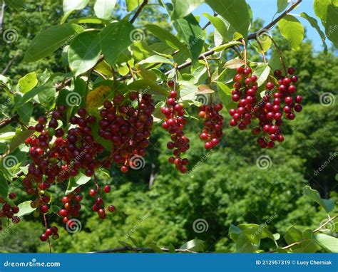 Bayas Rojas En El Arbusto Imagen De Archivo Imagen De Fruta