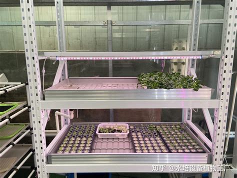如何自制家庭水培系统 知乎