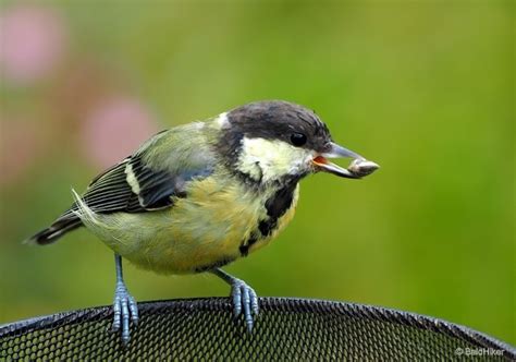 The Growing Of The Great Tits Baldhiker
