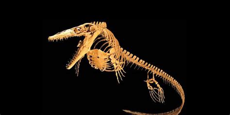 Missing Bones And Our Understanding Of Ancient Biodiversity Faculty