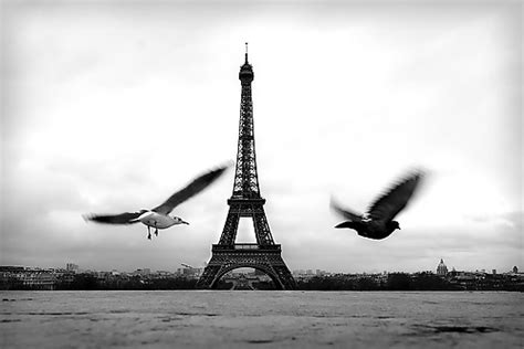 Olympic Games Of Birds Porn Pictures Xxx Photos Sex Images 530608