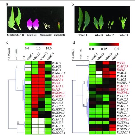 Co Expression Networks Of Rose Mikc C Genes At The Transcriptome Level Download Scientific