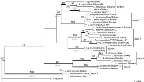 One Of 1400 Most Parsimonious Trees Resulting From A Mp Analysis Of The