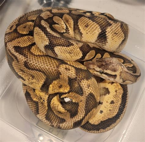 morph help r ballpythonmorph