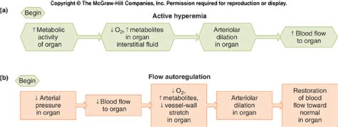 Circulatory System Flashcards Quizlet