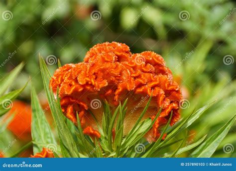 Bright Red Color Of Celosia Argentea Twisted Orange Known As