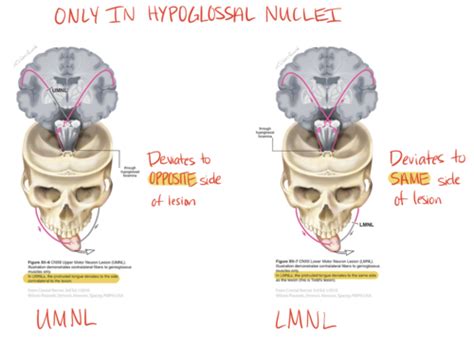 Neuroanatomy Flashcards Quizlet