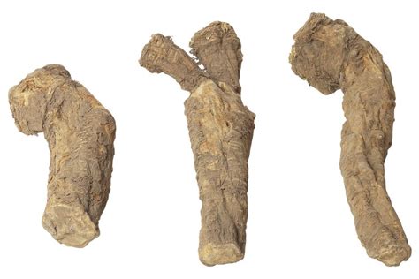 Tipos Diferentes De Yuca