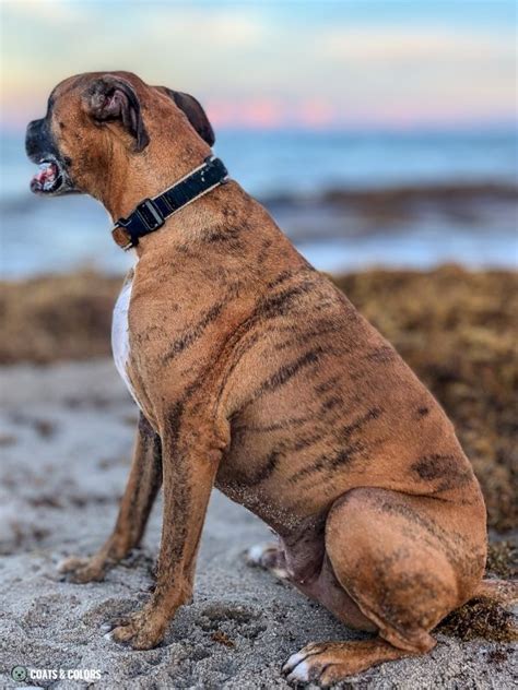 Boxer Color Chart Coats And Colors